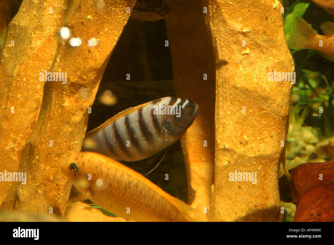A fresh water fishes from Lake Malawi in an aquarium Stock Photo - Alamy