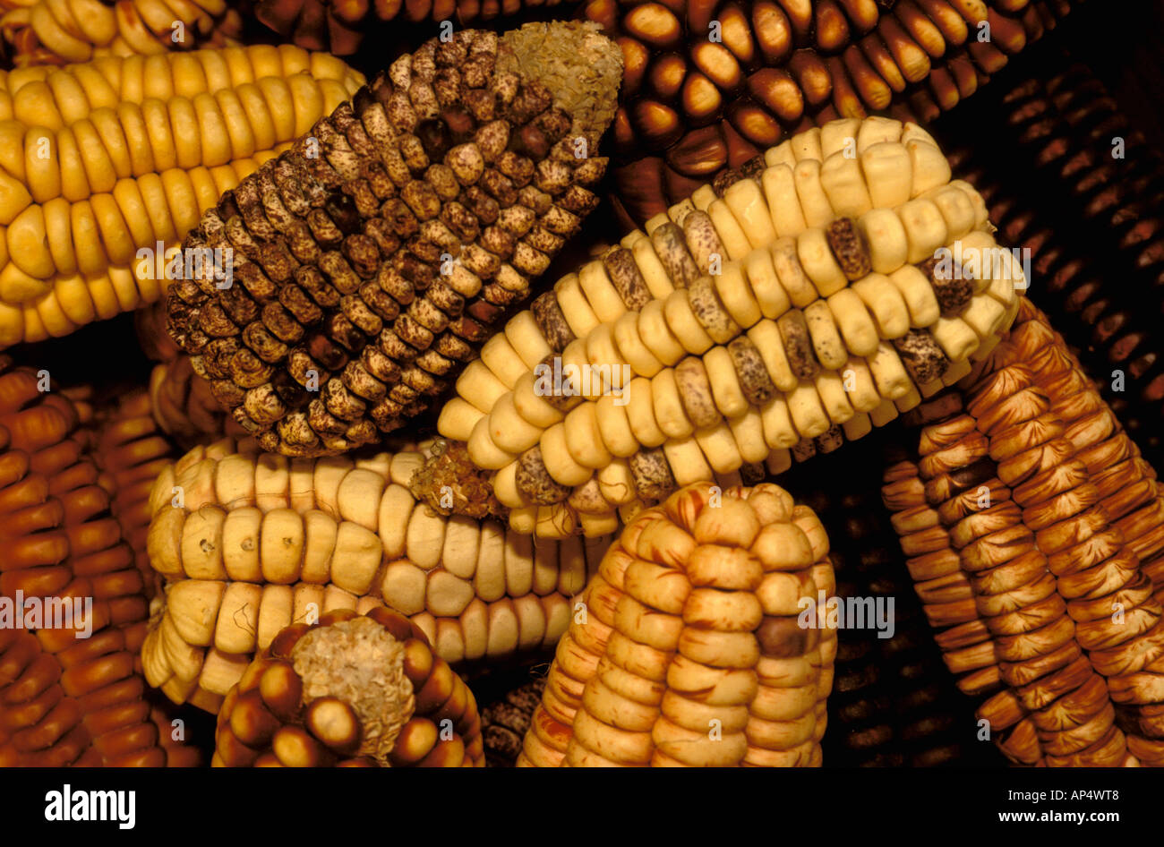 South America, Peru. Peruvian corn Stock Photo - Alamy