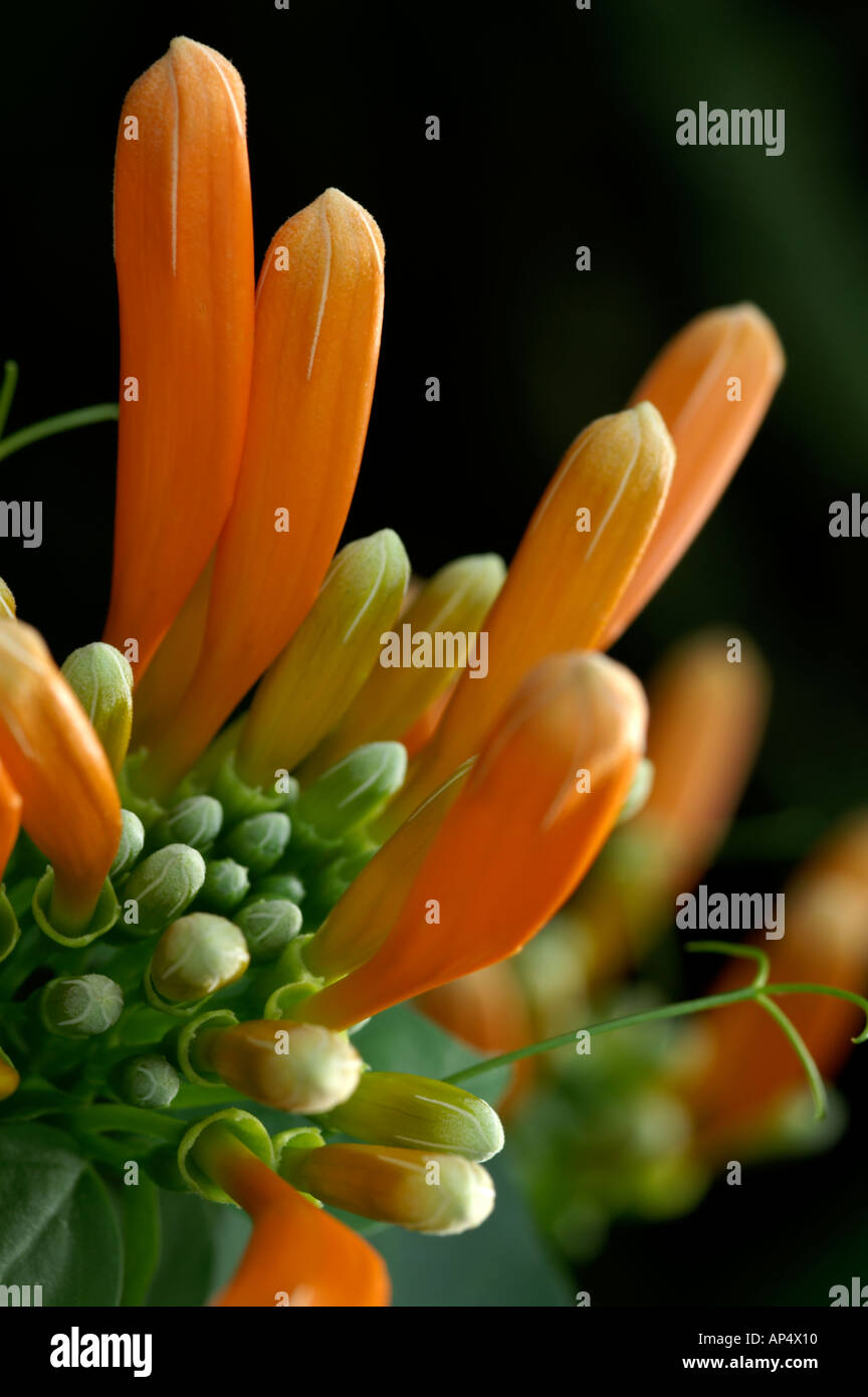 Pyrostegia venusta Flame Vine flower Stock Photo - Alamy