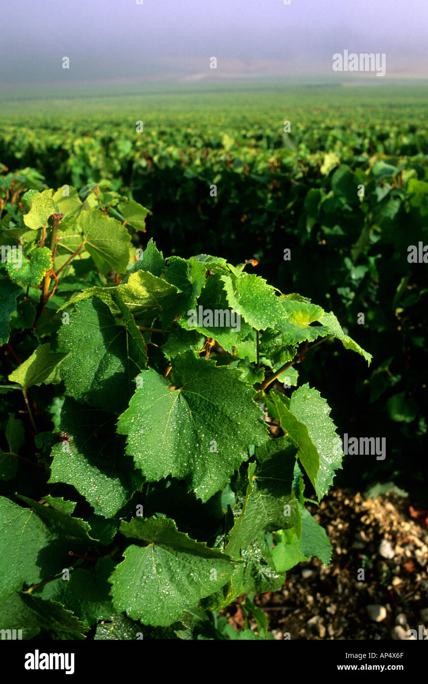 Wine grapes in Chablis France with morning dew on the leaves Wine ...