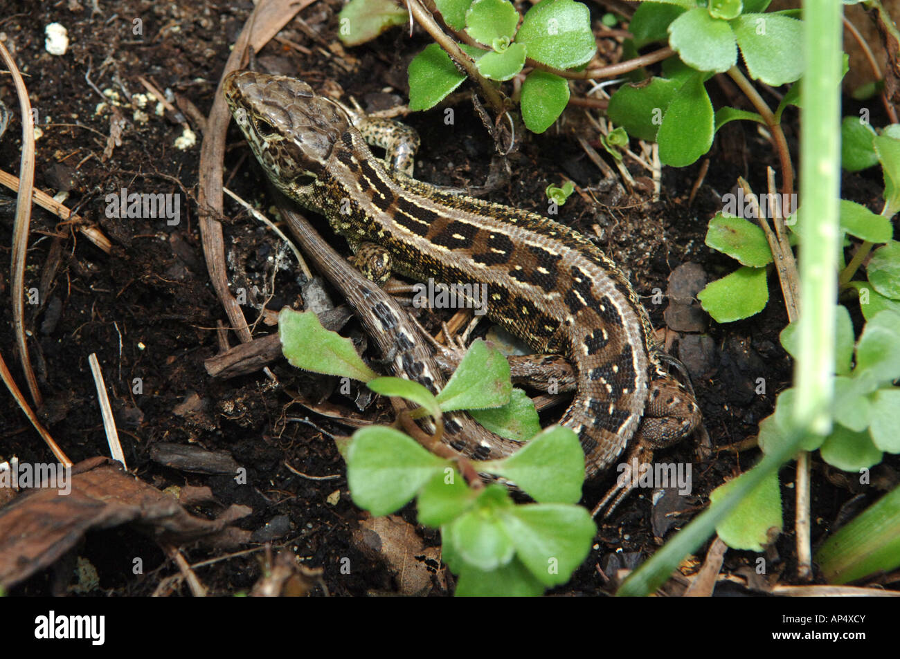 Chodecz hi-res stock photography and images - Alamy