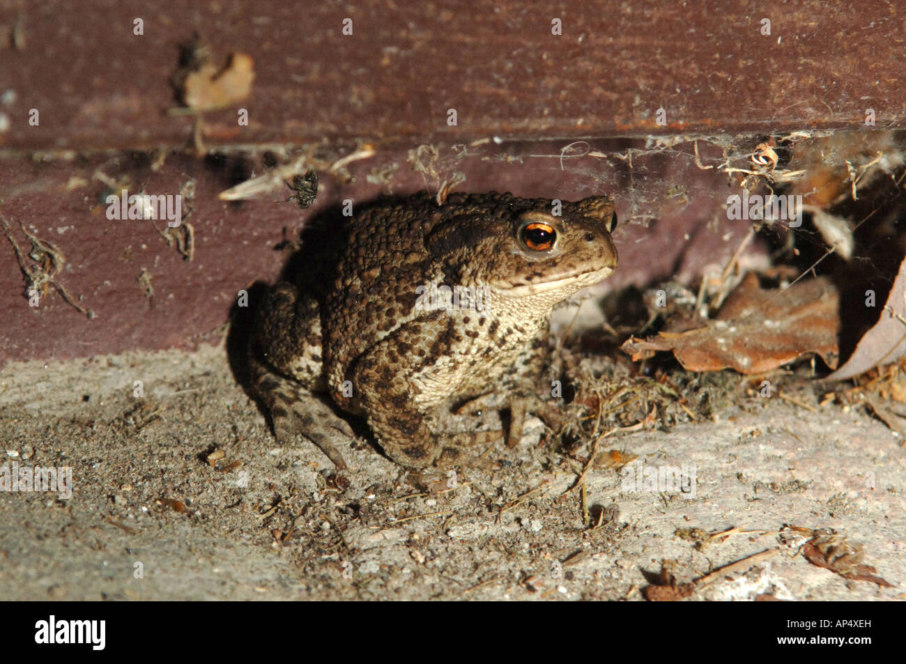 Chodecz hi-res stock photography and images - Alamy