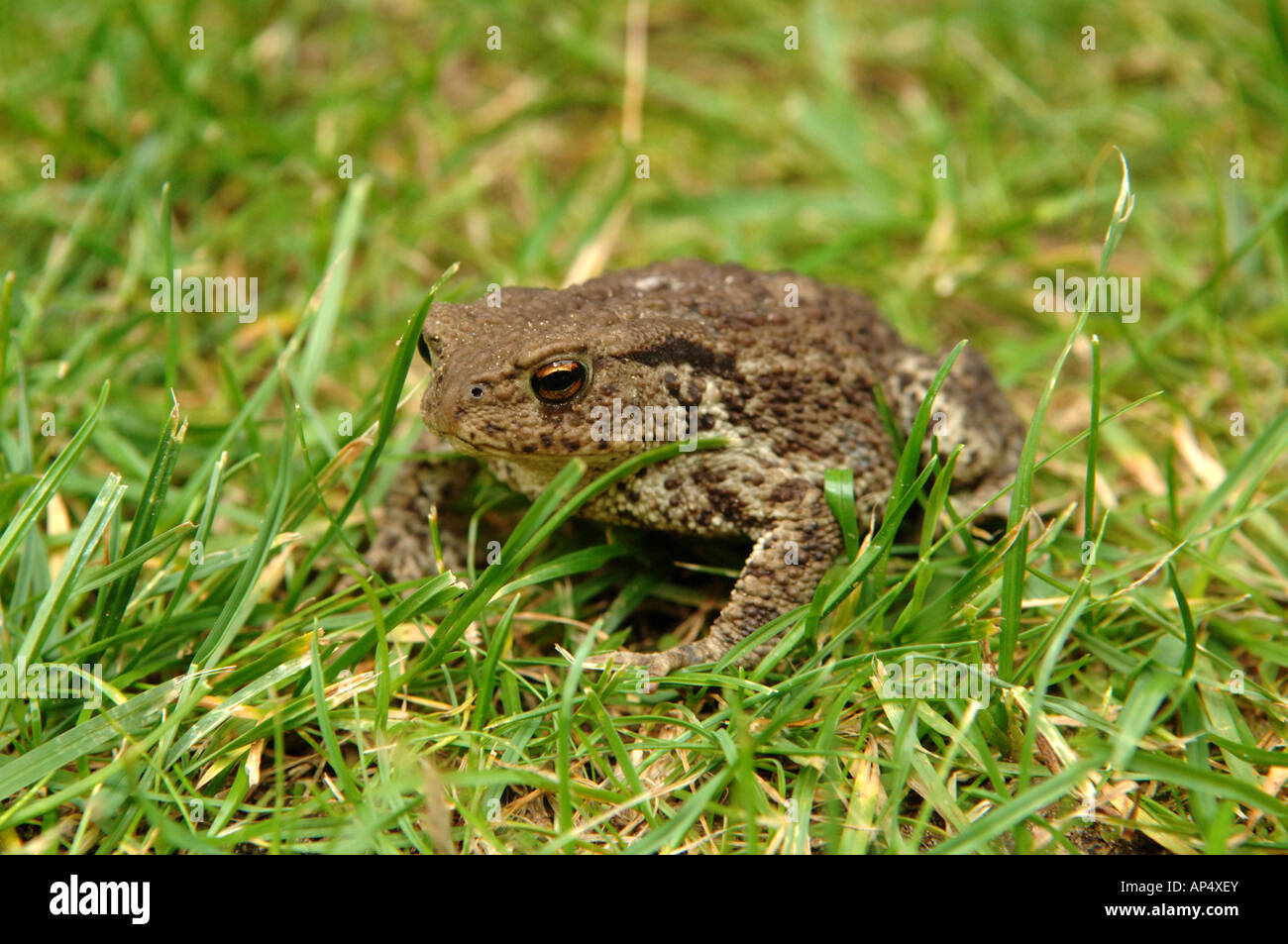 Frog Chodecz Poland 11 08 2007 Stock Photo - Alamy
