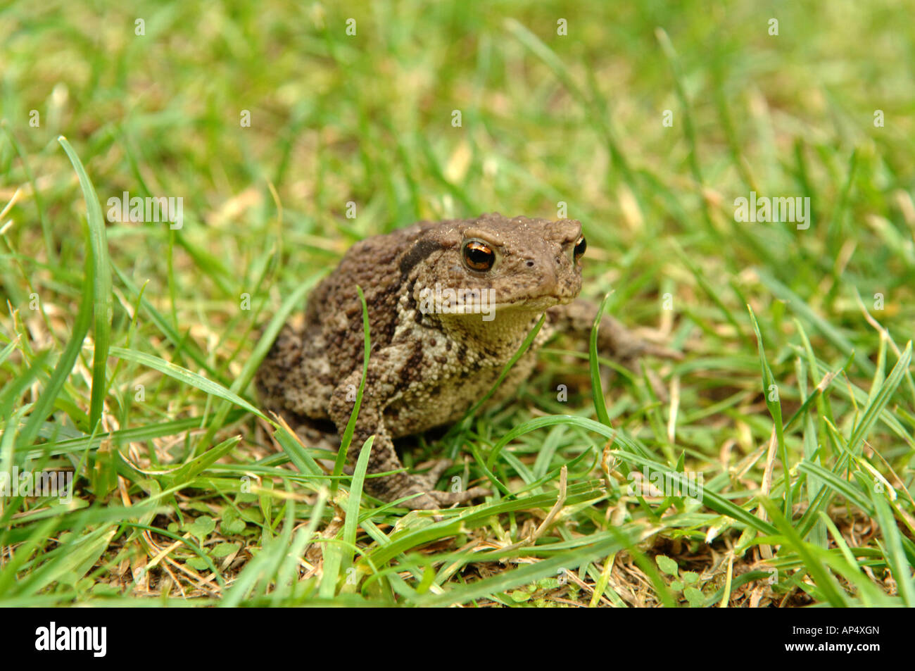 Frog Chodecz Poland 11 08 2007 Stock Photo - Alamy