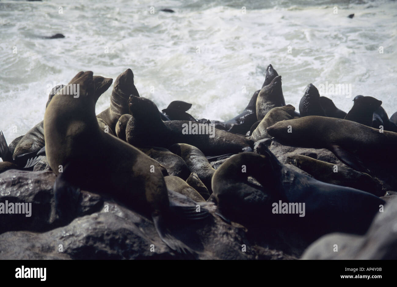 Cape Cross seal colony on the Skeleton Coast in Namibia, Southern ...