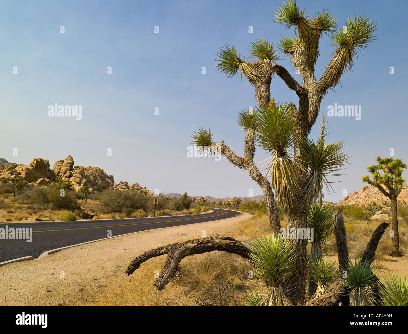 Joshua tree and desert road Stock Photo - Alamy
