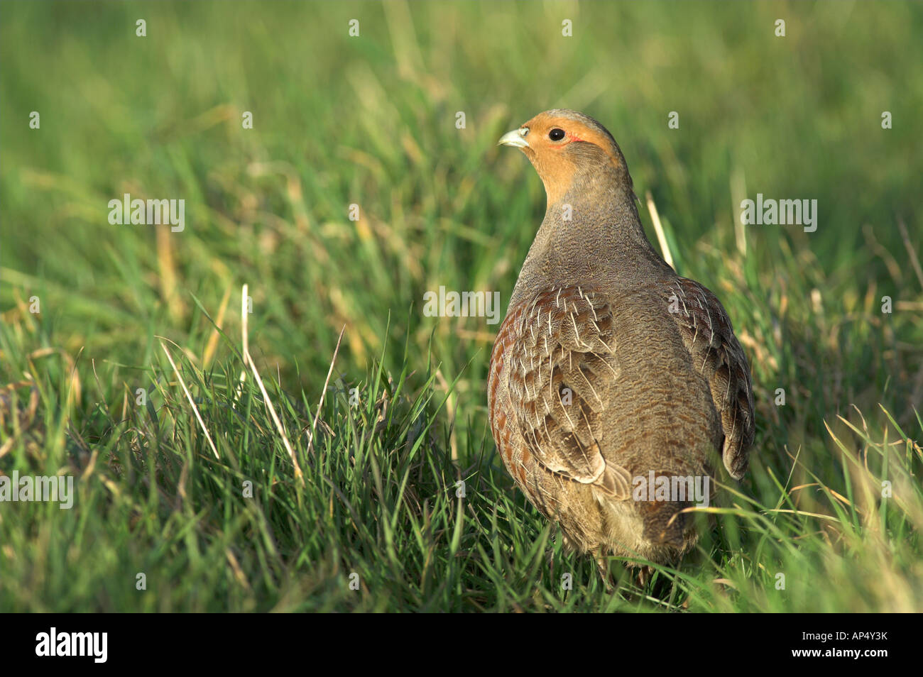Grey partridge perdix perdix female hi-res stock photography and images ...