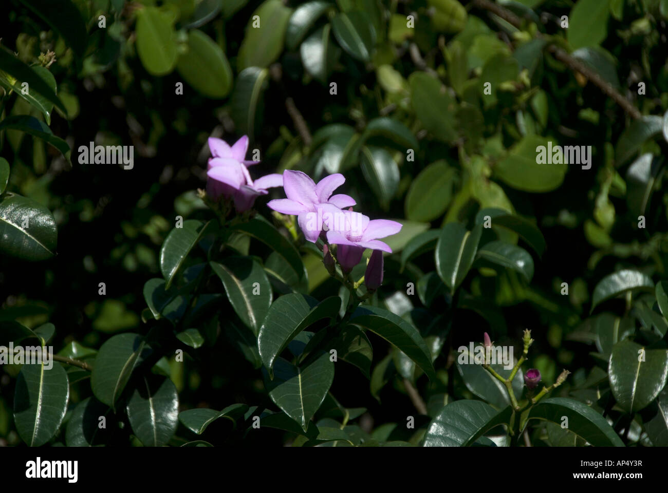 Three leaf flowers hi-res stock photography and images - Alamy