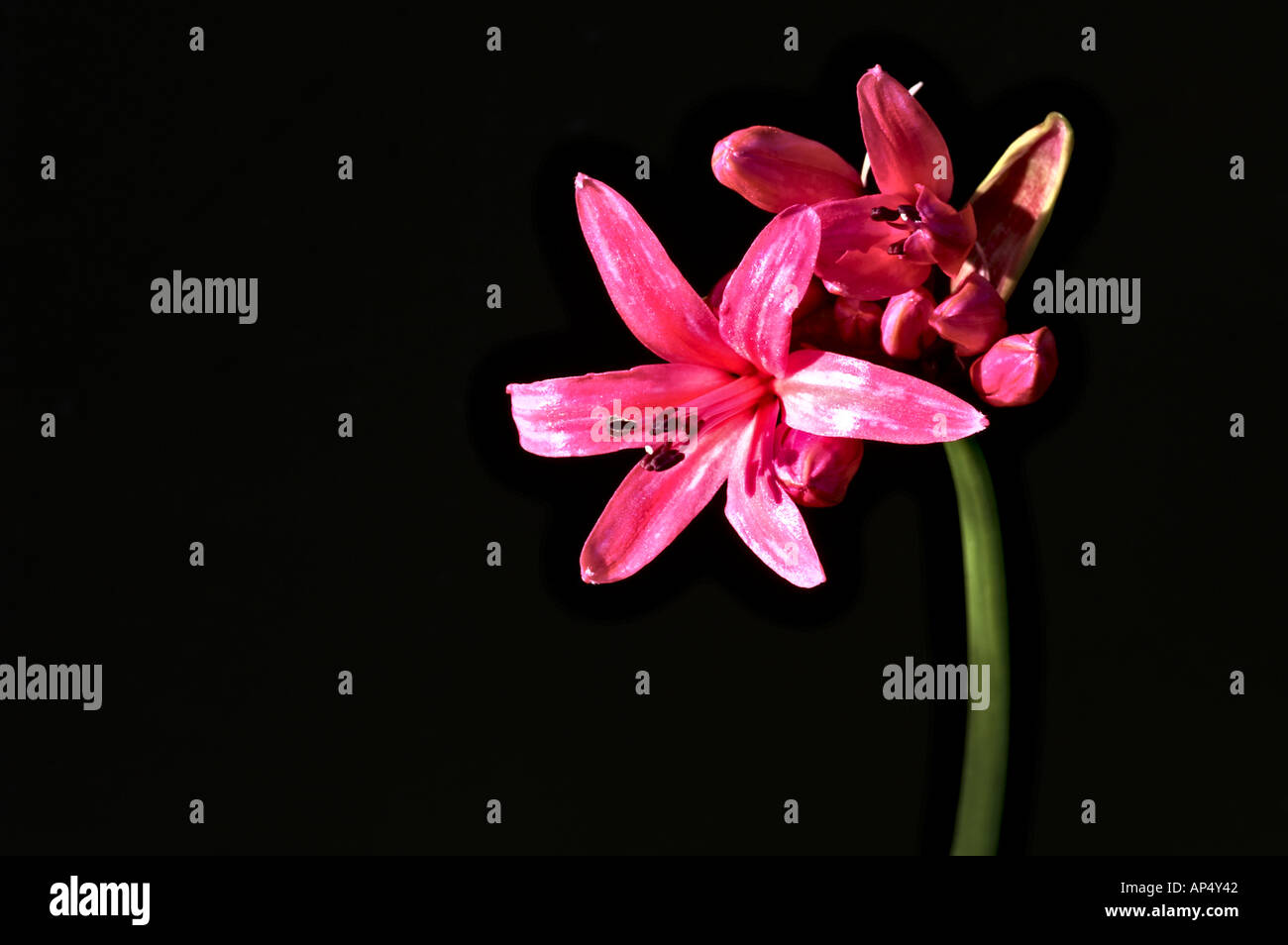 Pink nerine flower hi-res stock photography and images - Alamy