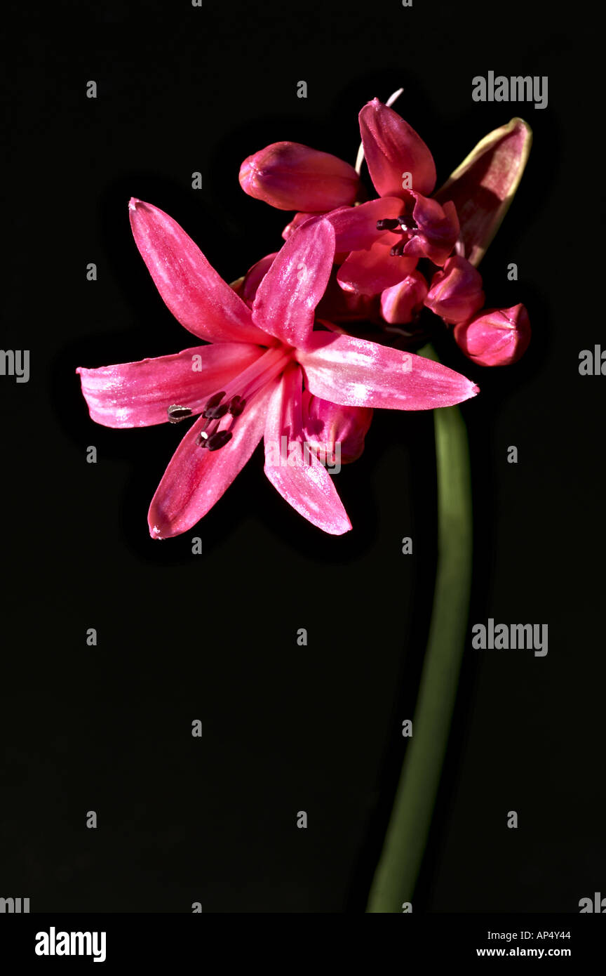 Nerine flower vertical Stock Photo - Alamy