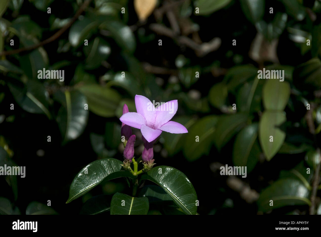 one violet flower Stock Photo - Alamy