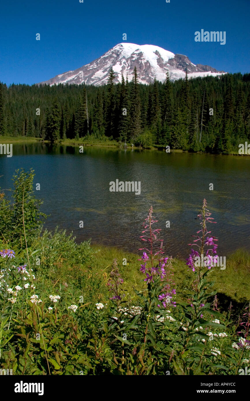 Mount Rainier reflection on Reflection Lake water and wildflowers in ...