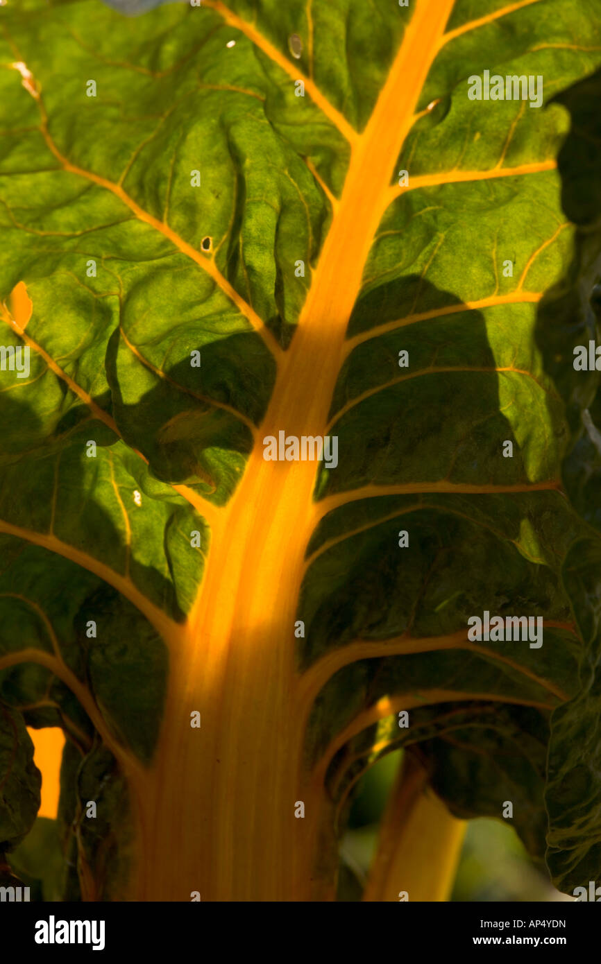 Ribs of chard hi-res stock photography and images - Alamy