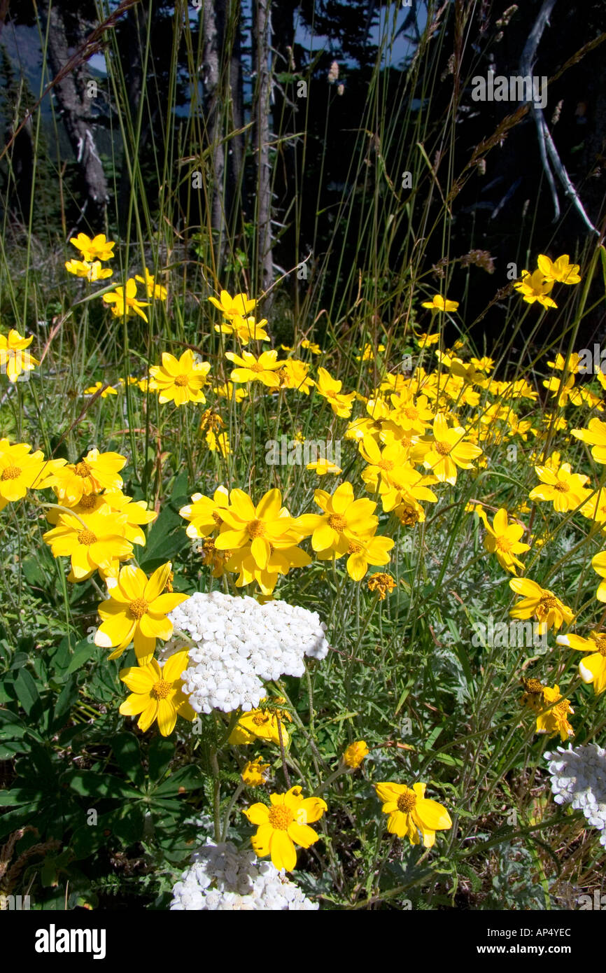 Wildflowers in Olympic National Park Washington Stock Photo - Alamy