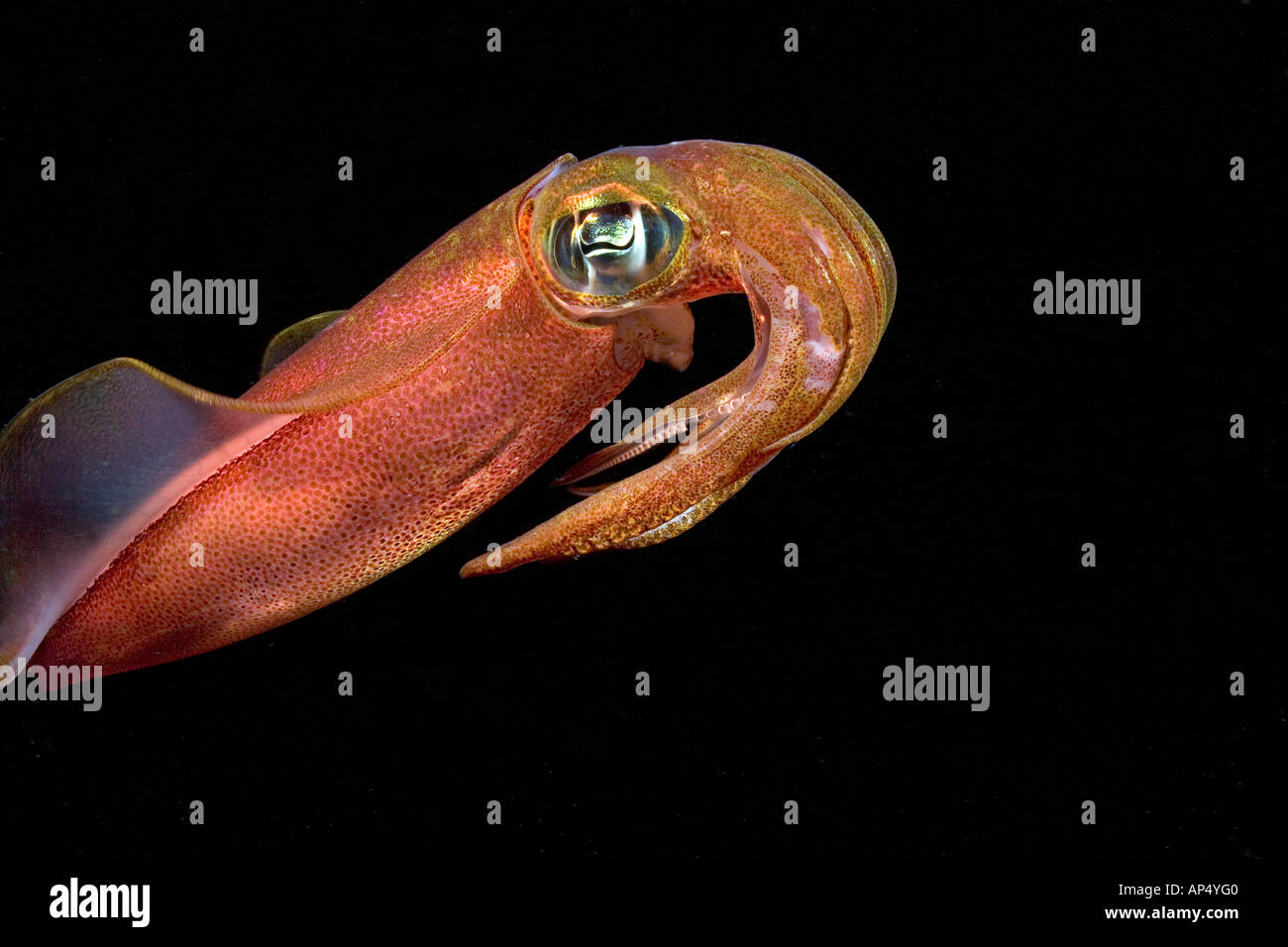 The male oval squid, Sepioteuthis lessoniana, can reach 14 inches in ...