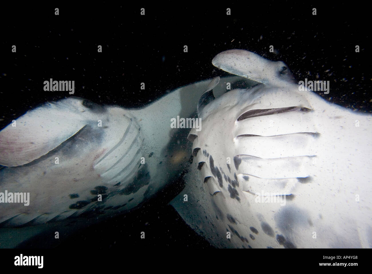 Hawaii kona coast manta rays hi-res stock photography and images - Alamy