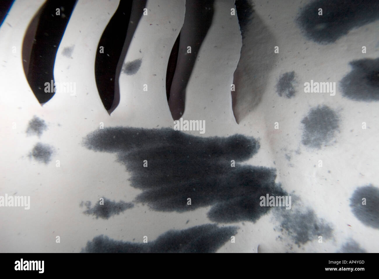 A close look in the gill slits of a manta ray, Manta birostris, at ...
