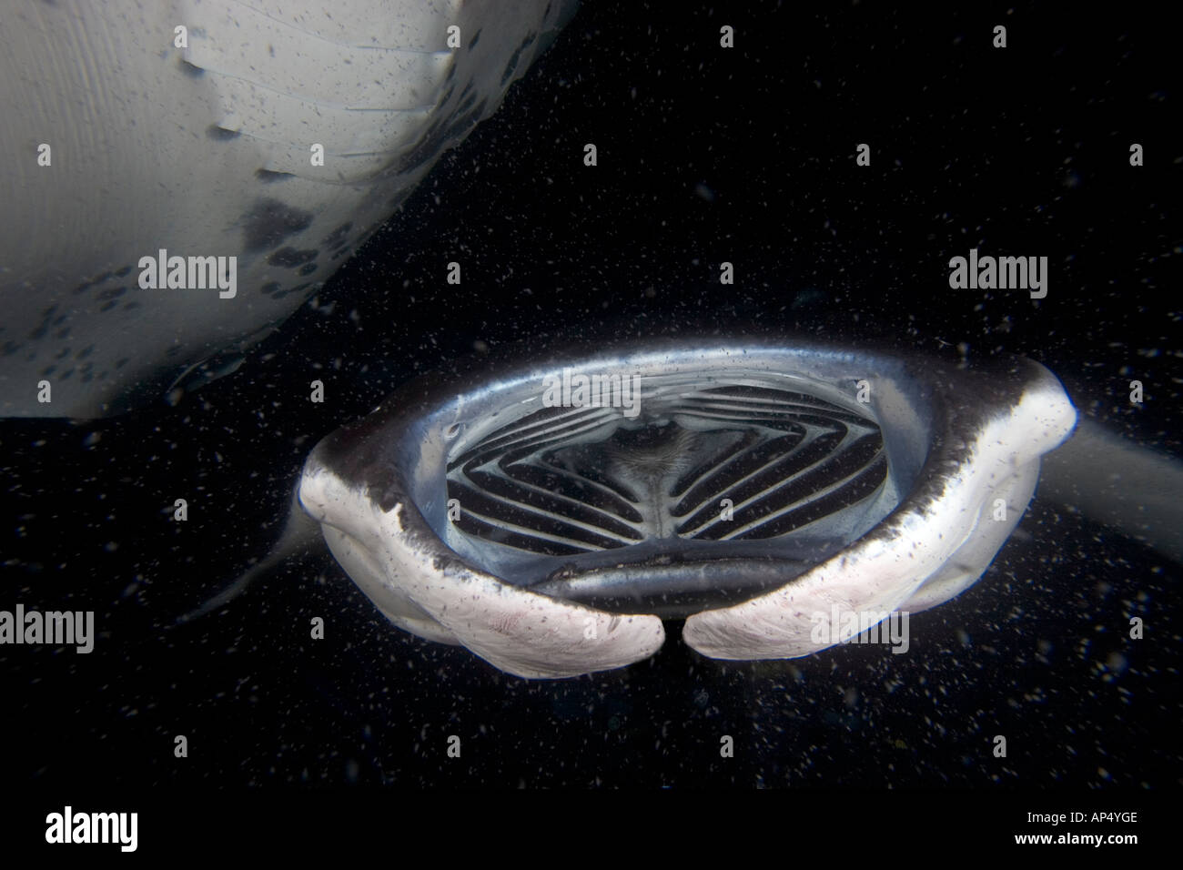 Hawaii kona coast manta rays hi-res stock photography and images - Alamy