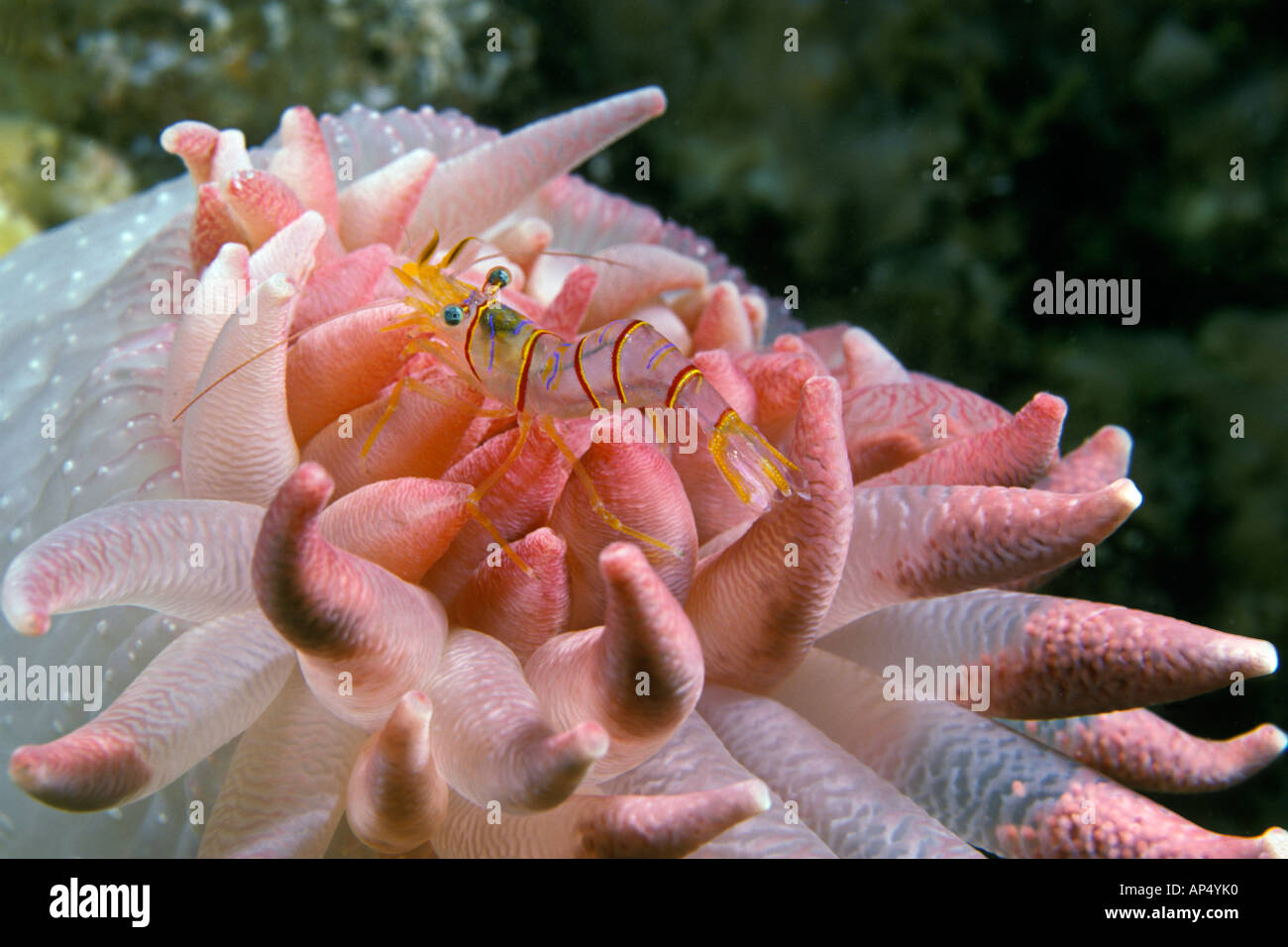 Crimson anemone cribrinopsis fernaldi hi-res stock photography and ...