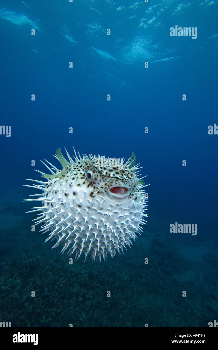 The spotted porcupinefish, Diodon hystrix, feed primarily at night on ...