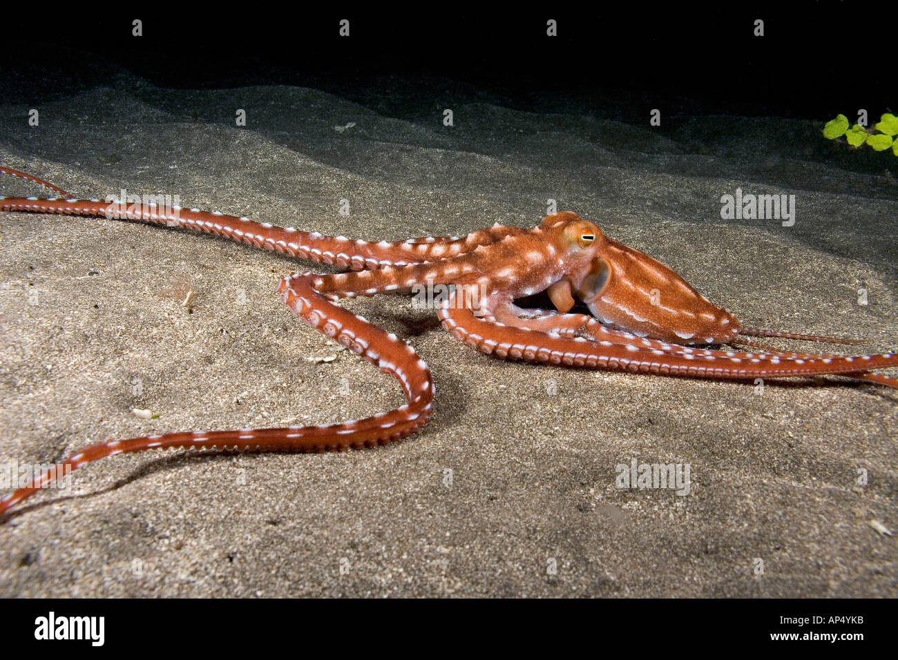 Octopus ornatus hi-res stock photography and images - Alamy