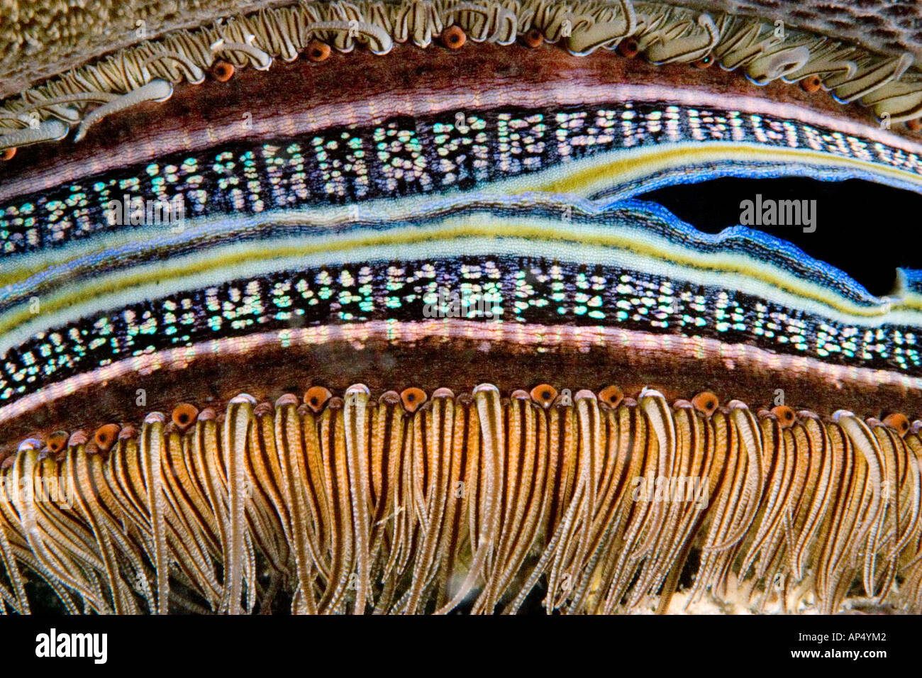 Coral boring scallop, Pedum spondyloideum, Mabul Island, Malaysia Stock ...