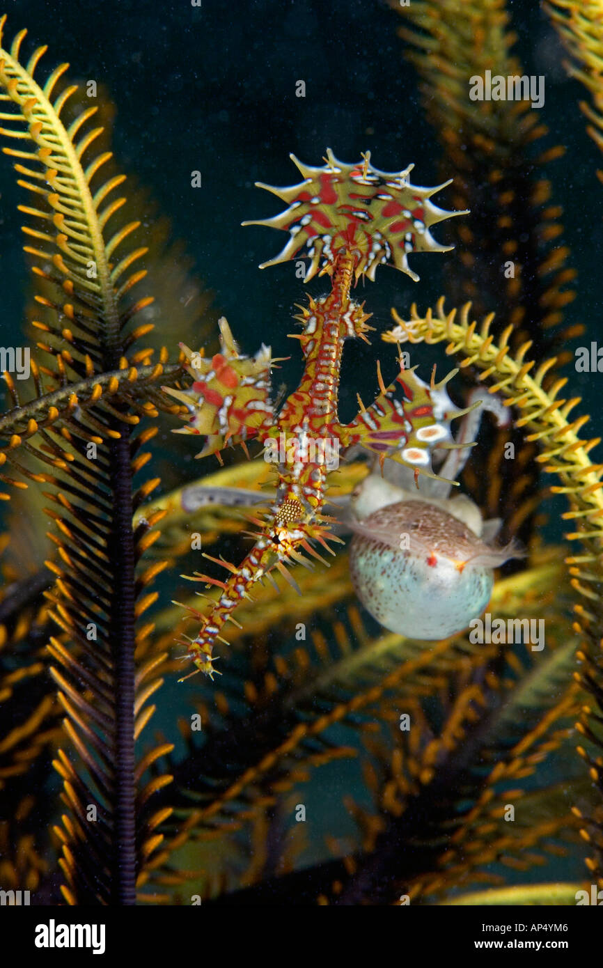 A small Papuan cuttlefish, Sepia papuensis, can be seen behind this ...