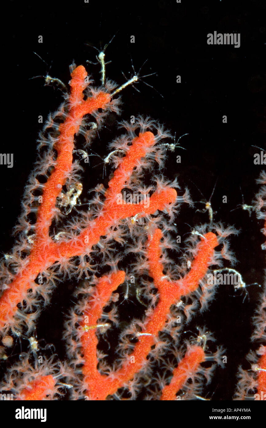 Caprellid shrimp hi-res stock photography and images - Alamy