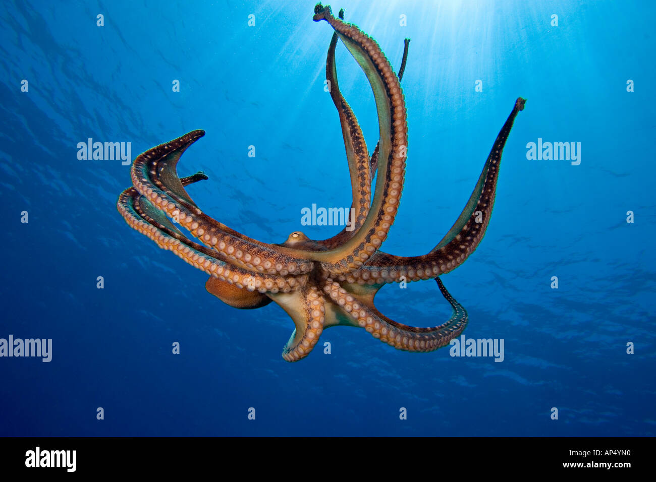 This view shows the suckers on this eight armed cephalopod. Day octopus ...