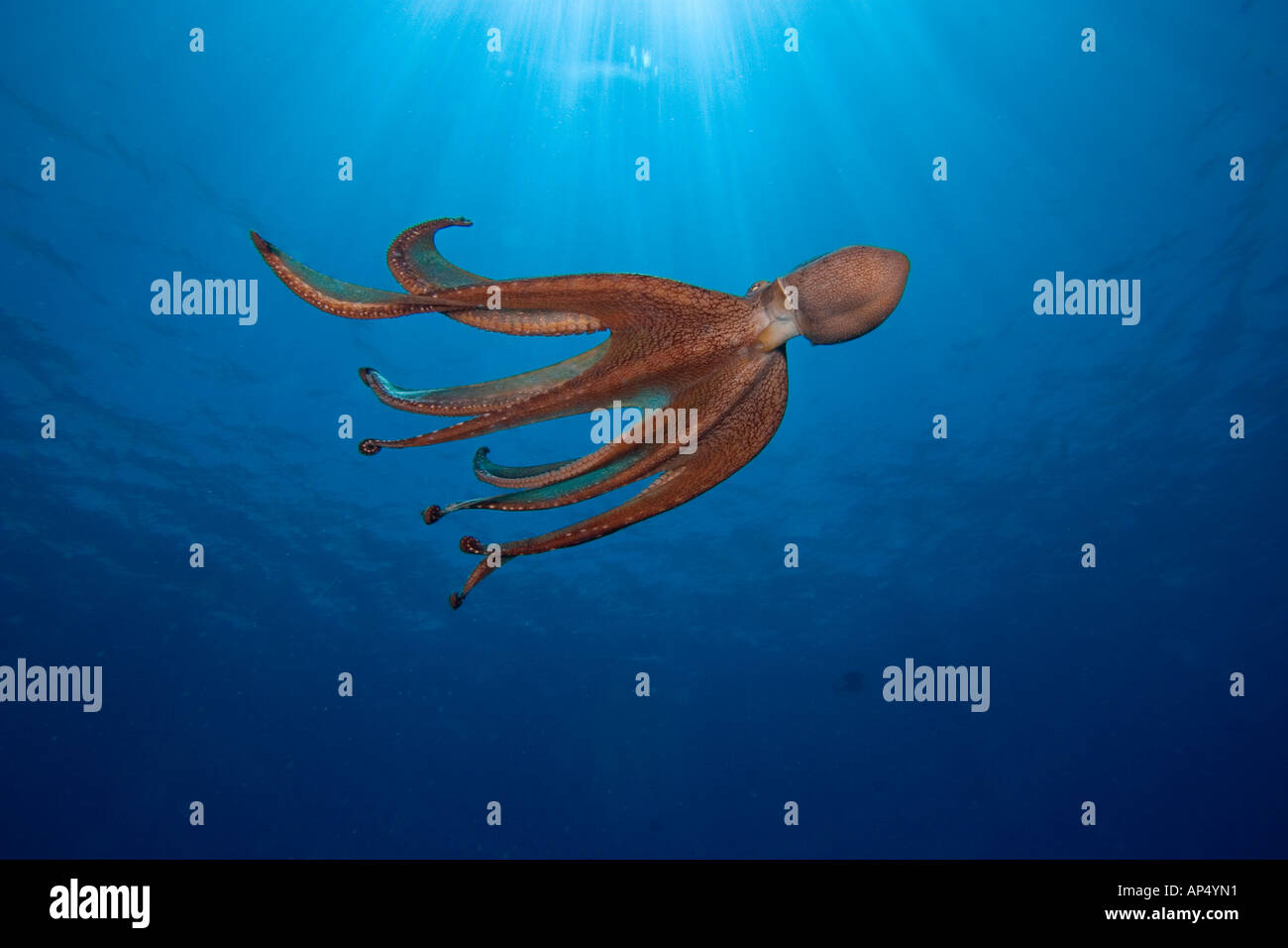 David fleetham day octopus hi-res stock photography and images - Alamy