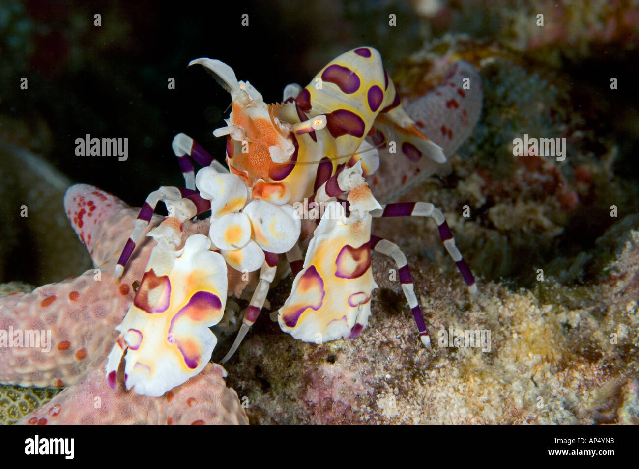 Harlequin shrimp, Hymenocera picta, feeding on a seastar, Hawaii Stock ...