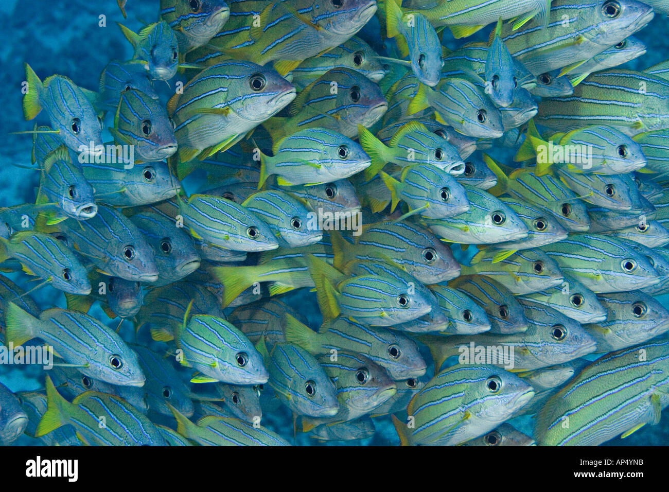 Bluestripe snapper, Lutjanus kasmira, were introduced to Hawaii in 1958 ...