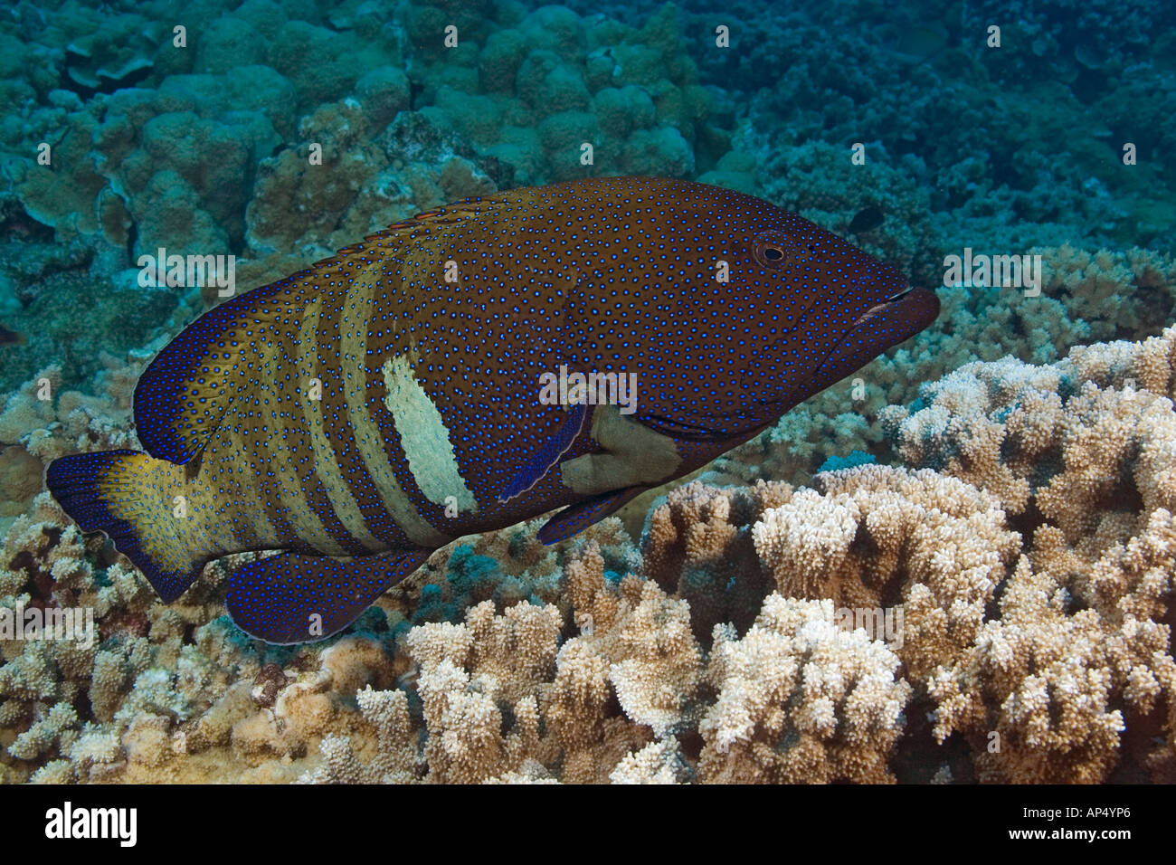 Peacock grouper, Cephalopholis argus, Maui, Hawaii Stock Photo - Alamy
