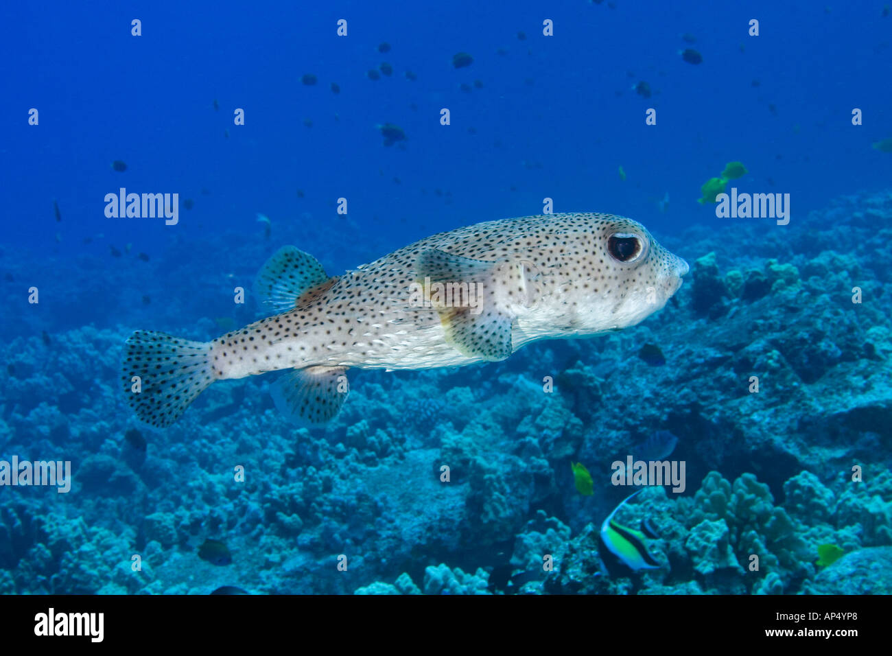 The spotted porcupinefish, Diodon hystrix, feed primarily at night on ...