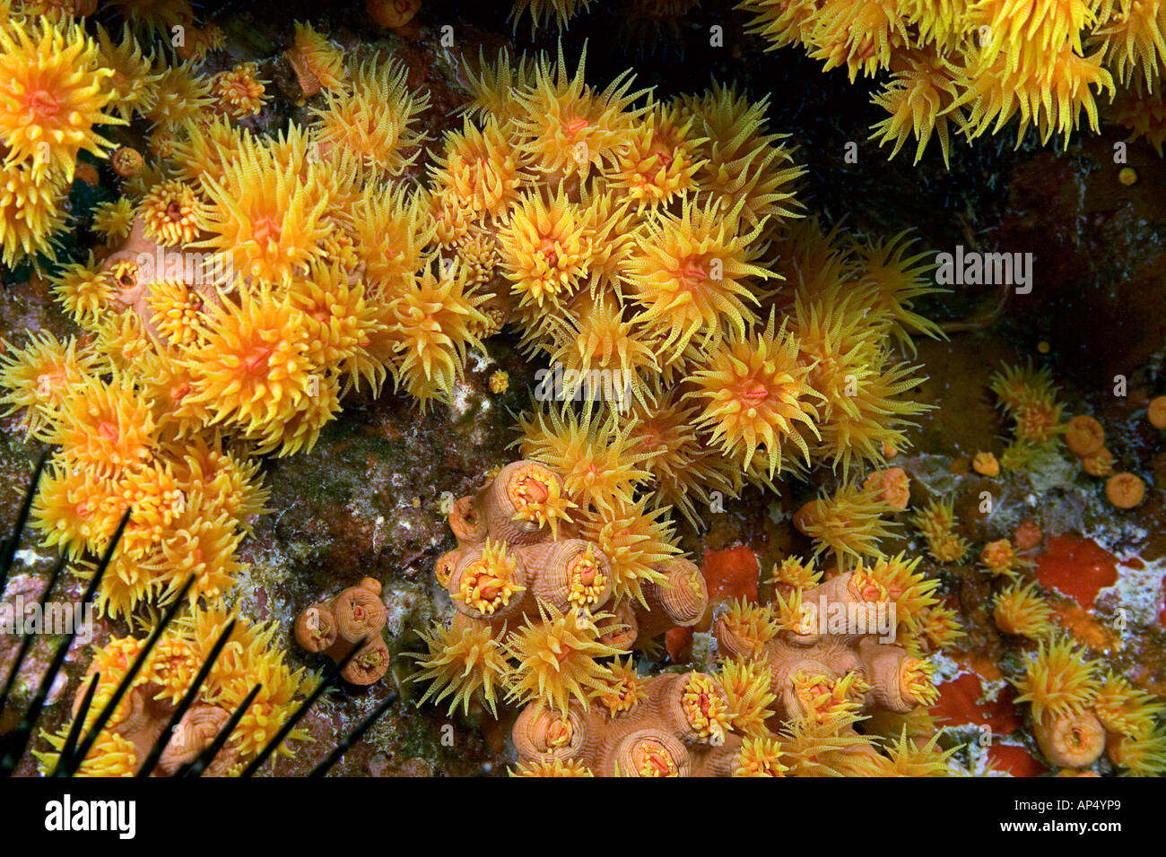 Cup coral hawaii hi-res stock photography and images - Alamy