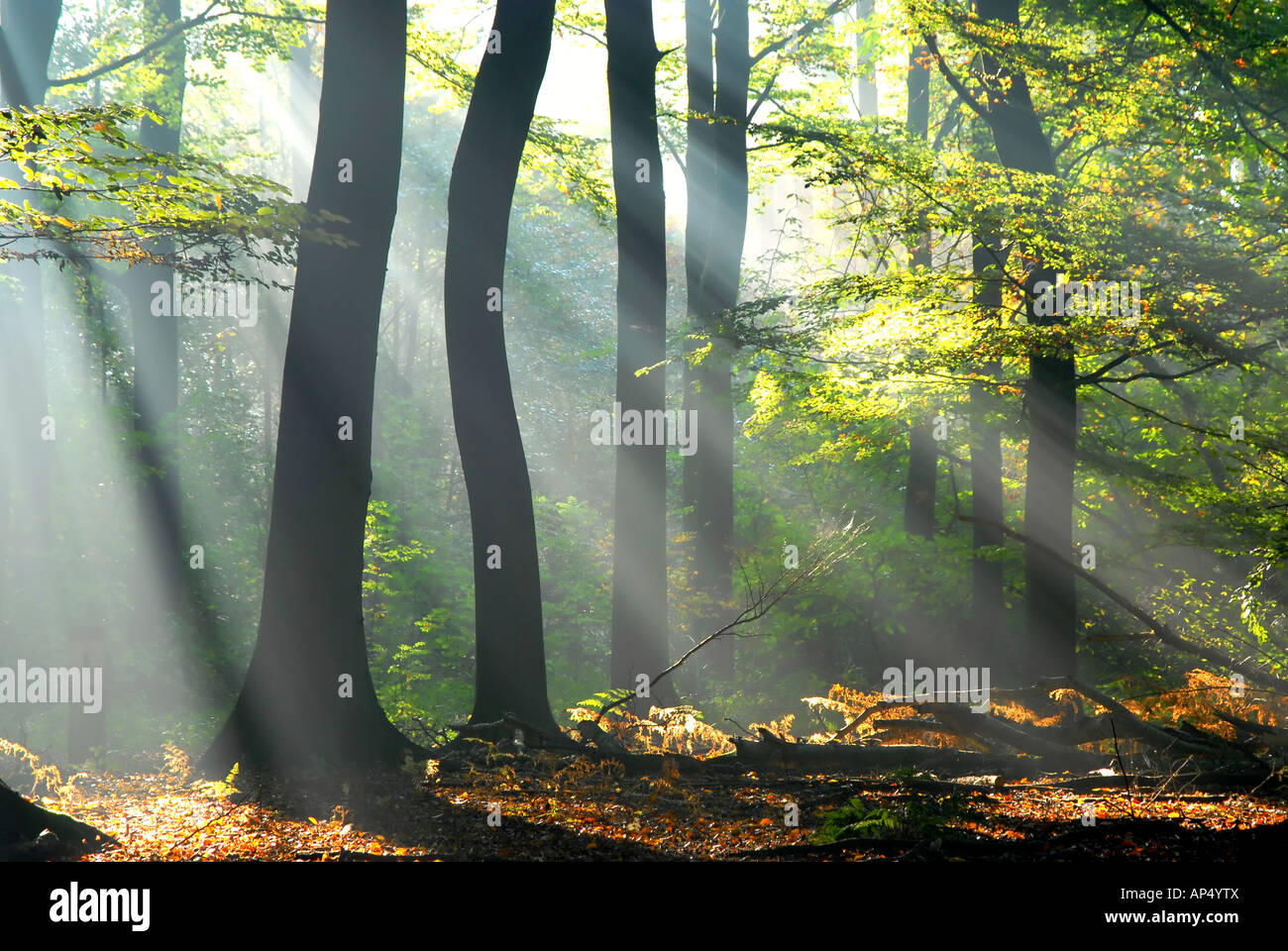 Sun pouring through trees hi-res stock photography and images - Alamy