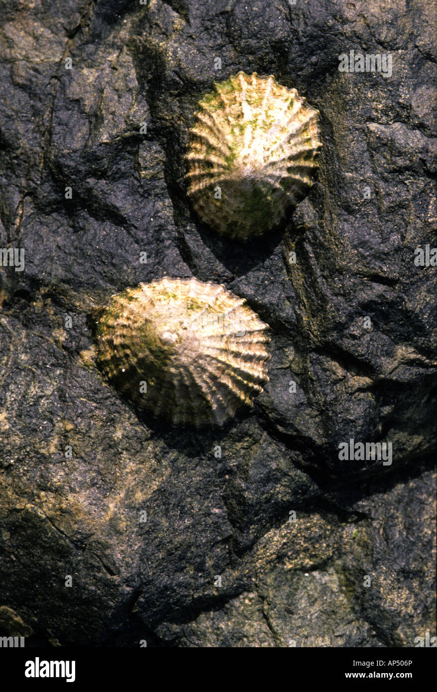 Shetland sealife shoreline limpets islands Stock Photo - Alamy