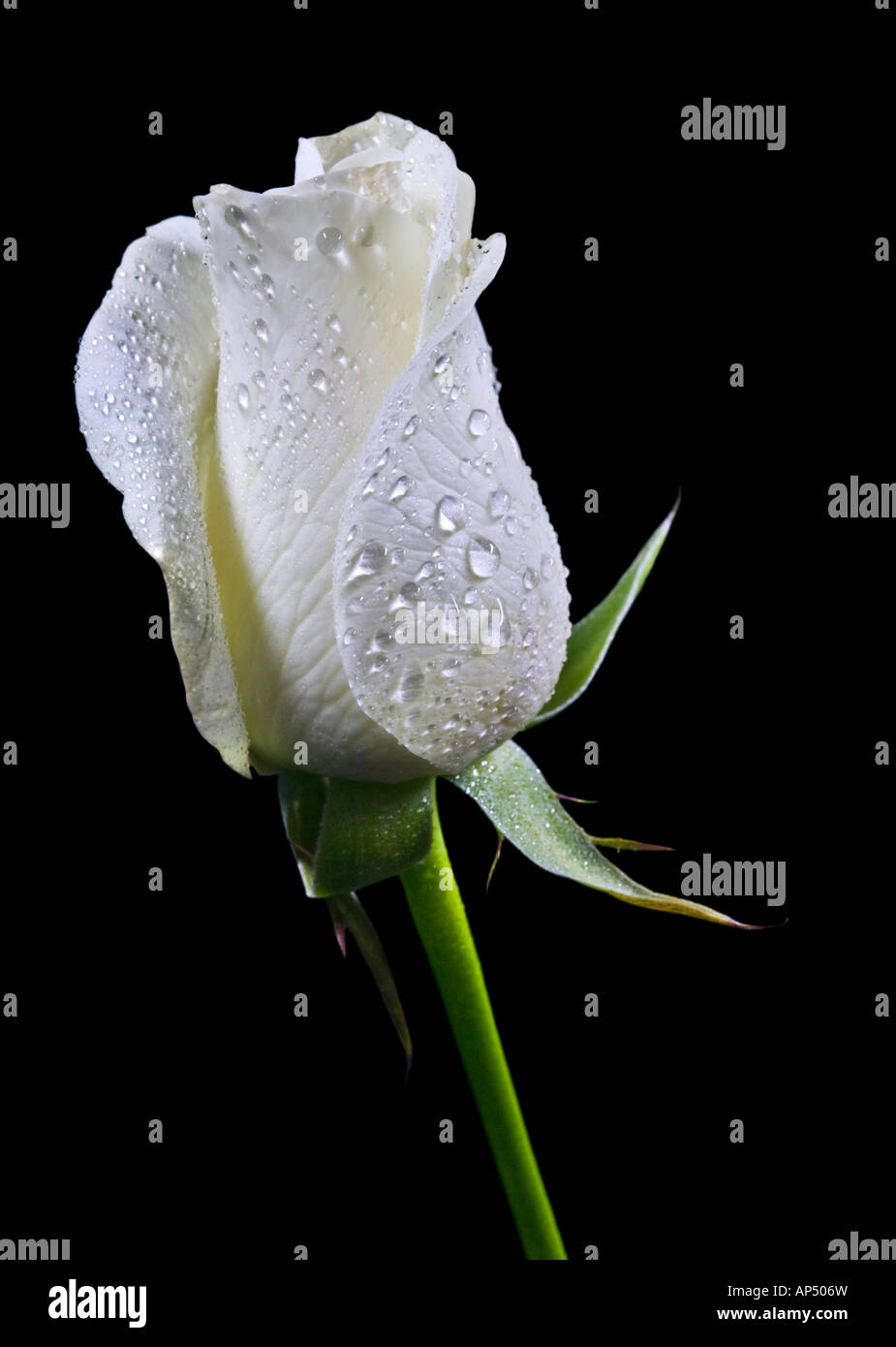 White Rose Bud Stock Photo - Alamy