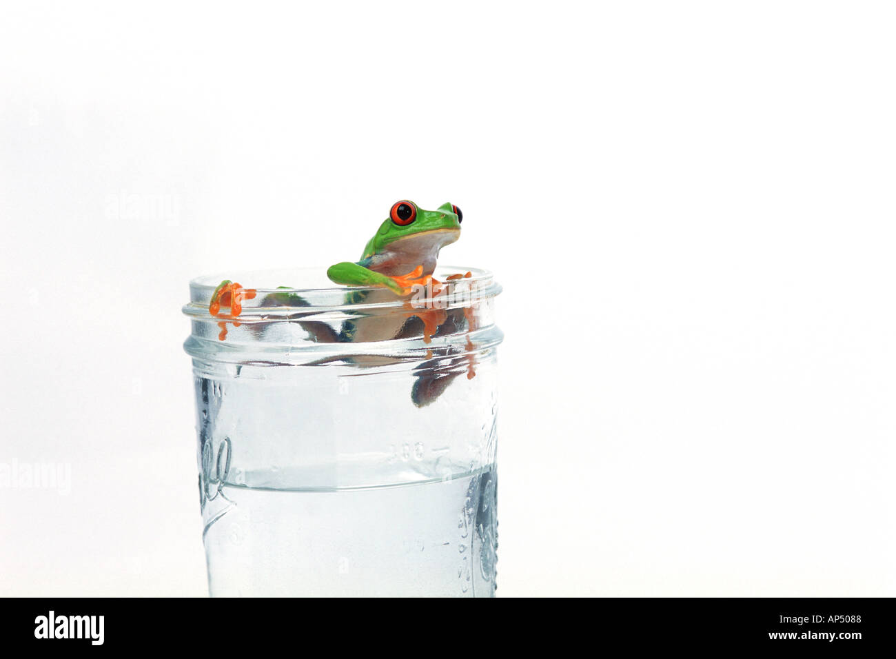 Jar tree frog hi-res stock photography and images - Alamy