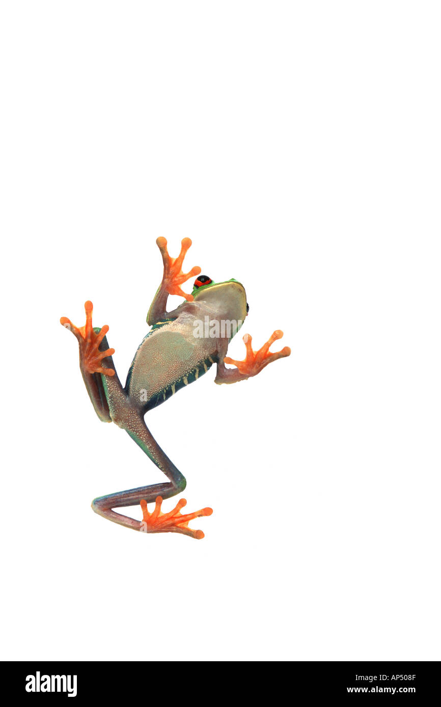 Tree frog hang hi-res stock photography and images - Alamy