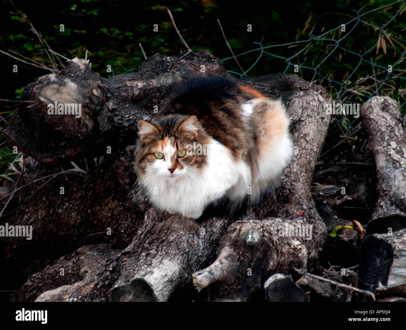 Cats of Crete Stock Photo - Alamy