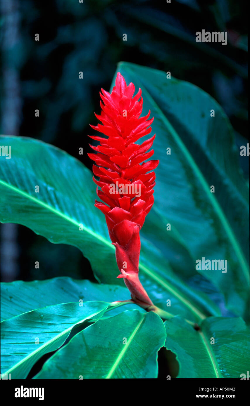 Costa Rica, Alajuela Province, Torch Ginger Stock Photo - Alamy