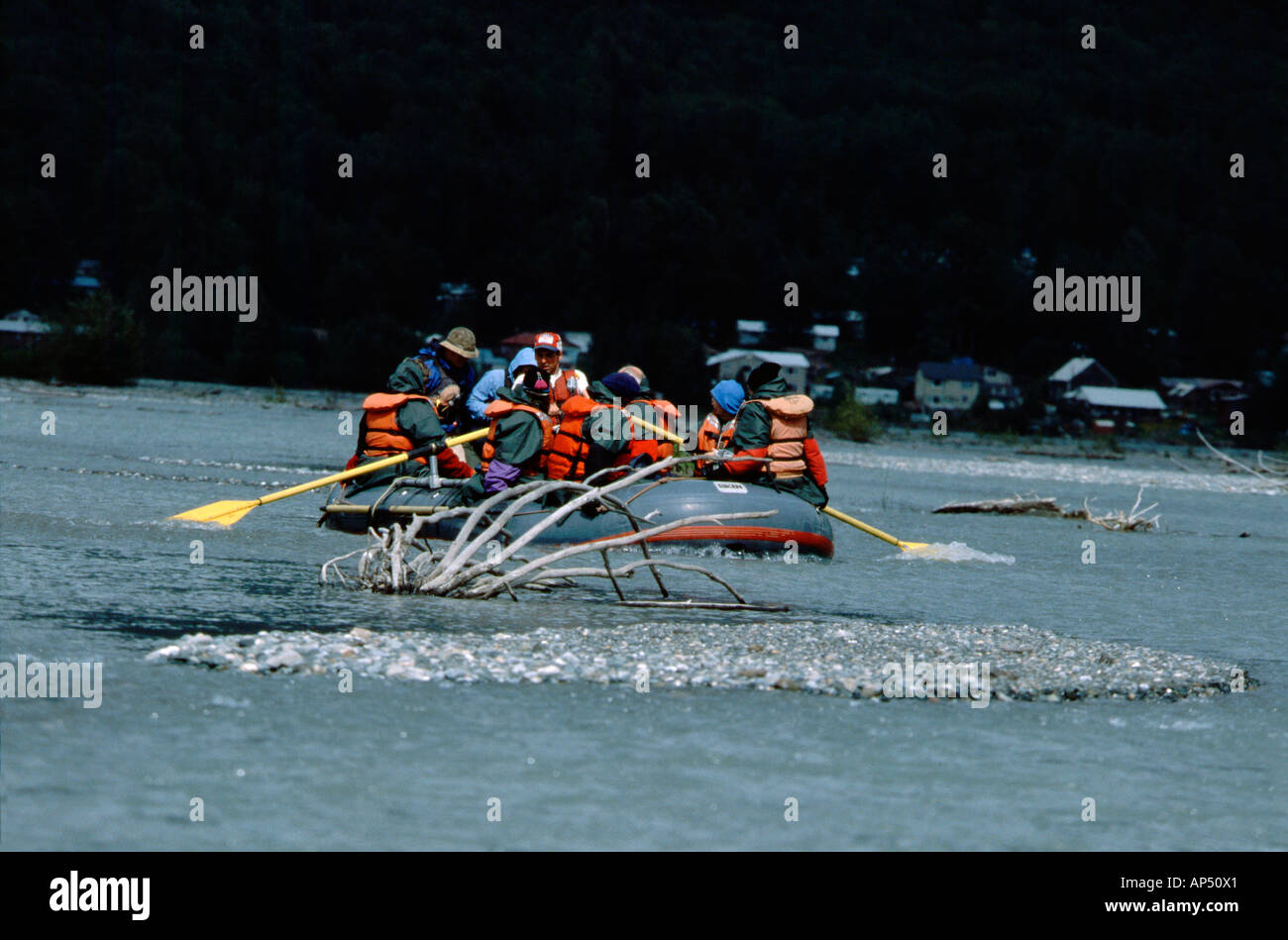 North America, United States, Alaska, Haynes, Chilkat Bald Eagle ...