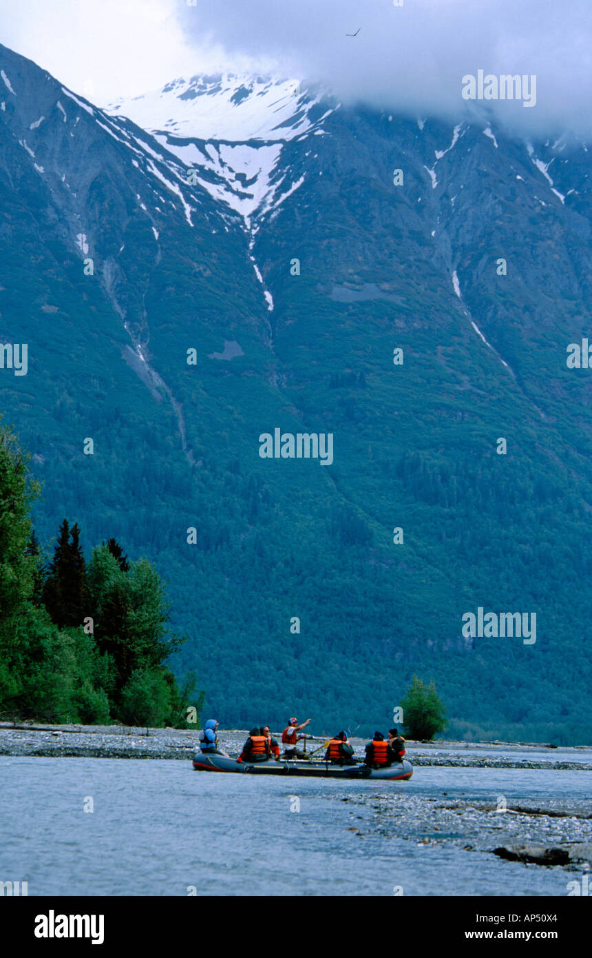 North America, United States, Alaska, Haynes, Chilkat Bald Eagle ...