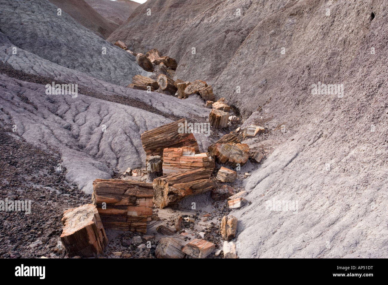 Petrified Forest National Park Arizona fossil tree trunks from c 225 ...