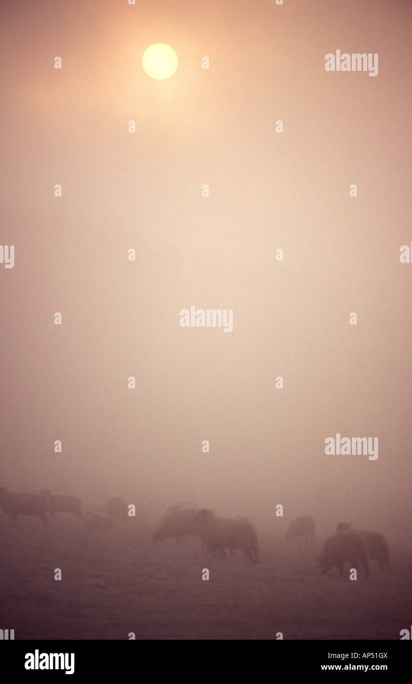 Sheep in the mist Stock Photo - Alamy
