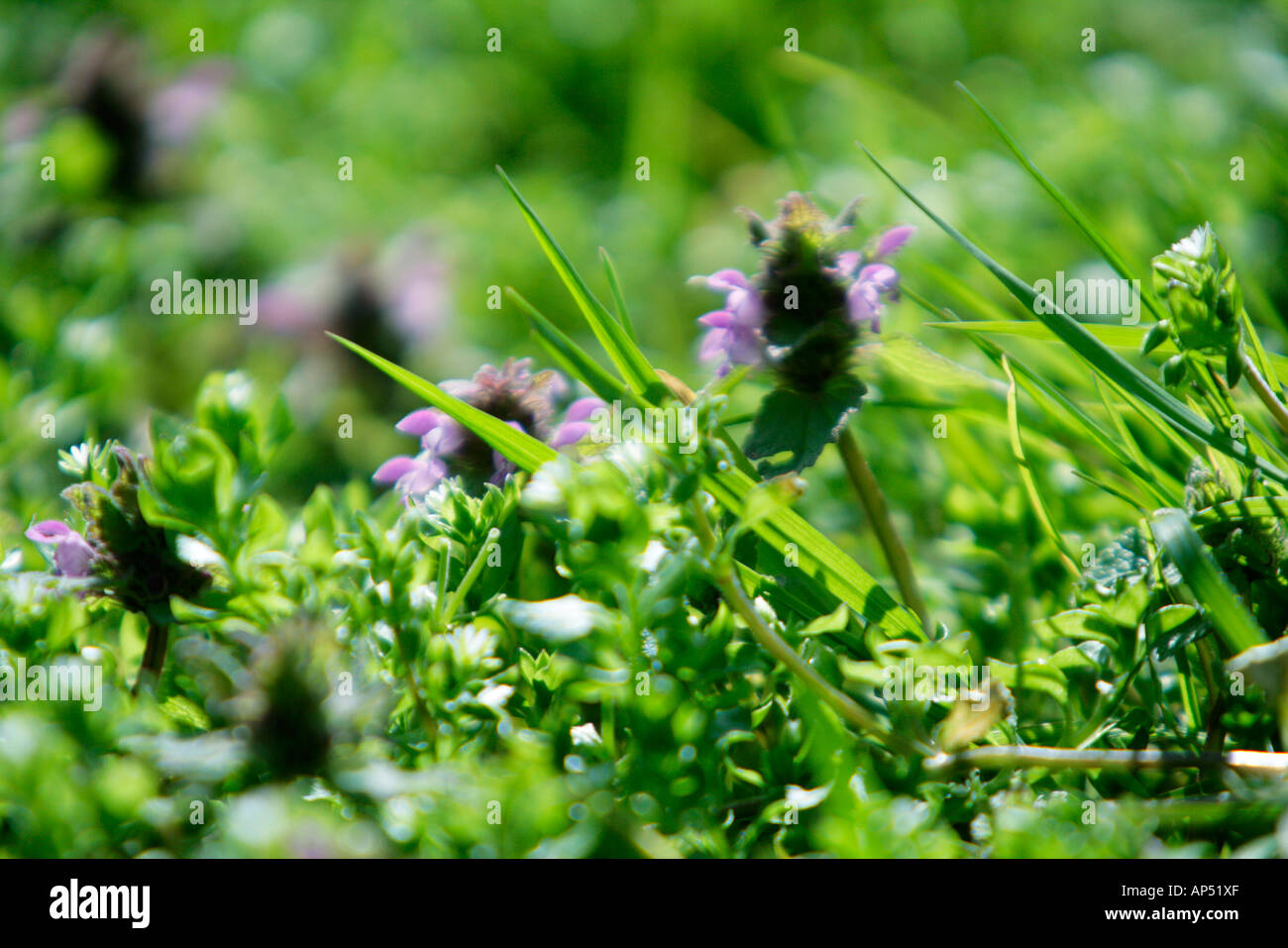 Natural intimate flowering plant hi-res stock photography and images ...