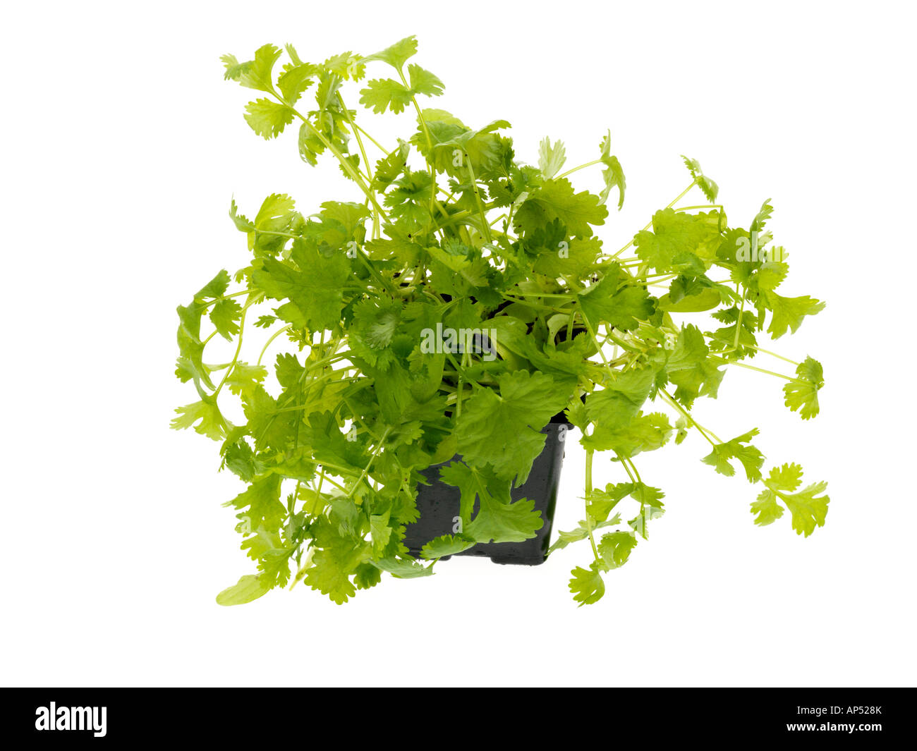Flat Leaf Parsley Plant Stock Photo - Alamy