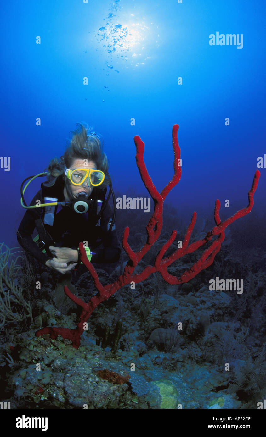 Vibrant marine life hi-res stock photography and images - Alamy