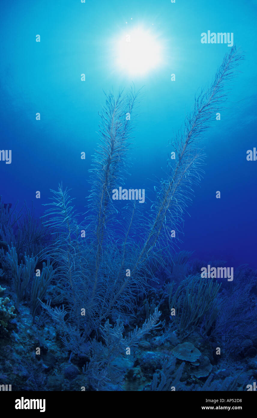 Seaweeds ocean plants underwater hi-res stock photography and images ...